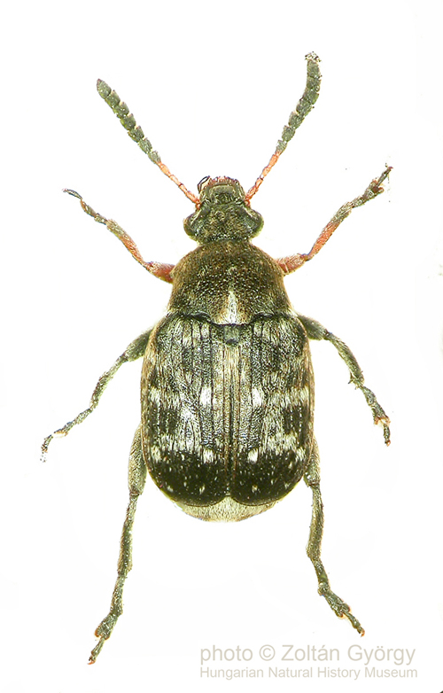 Bruchiteam_seed_beetle_Bruchinae
